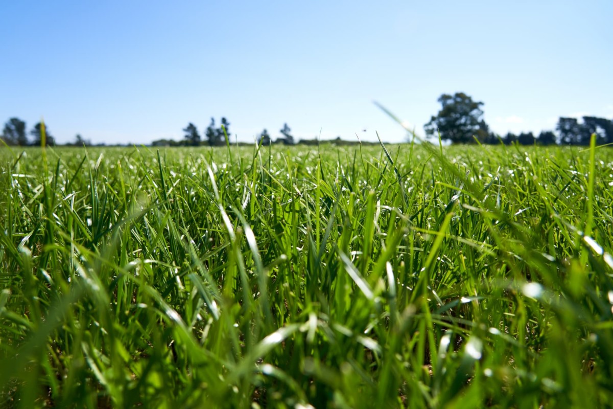 Human Welfare - Southern Pastures