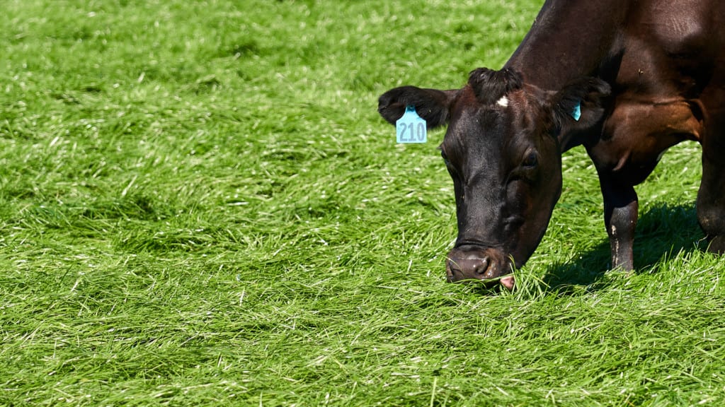 10 Star Values - Southern Pastures