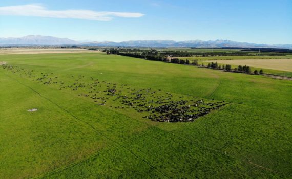 Southern Pastures: Measuring the business case for good welfare ...