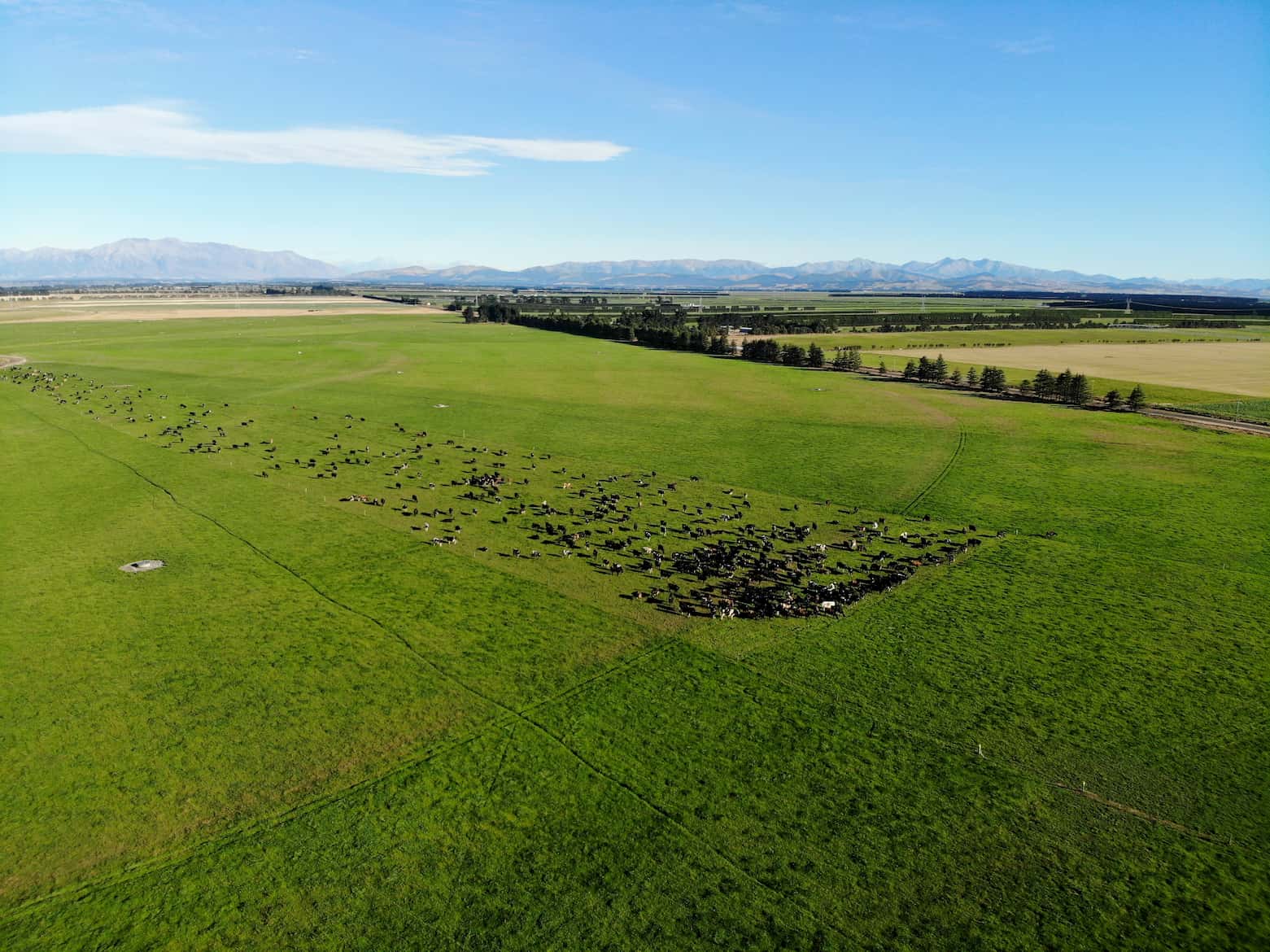 Southern Pastures: Measuring the business case for good welfare | fairr ...