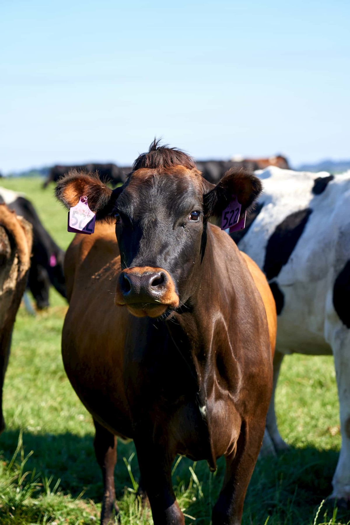 Exceptional Animal Welfare - Southern Pastures