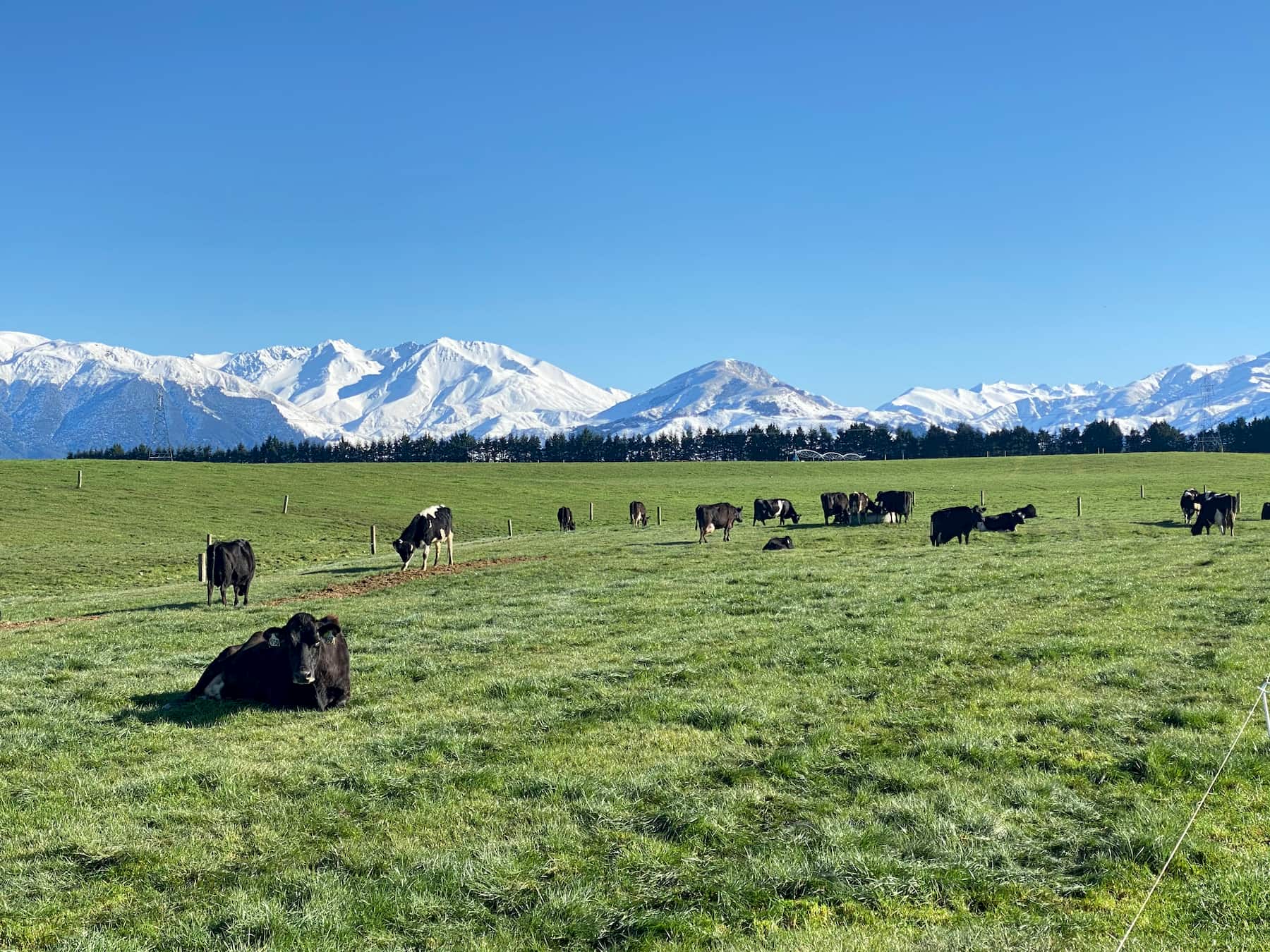 Free-range 365 days - Southern Pastures