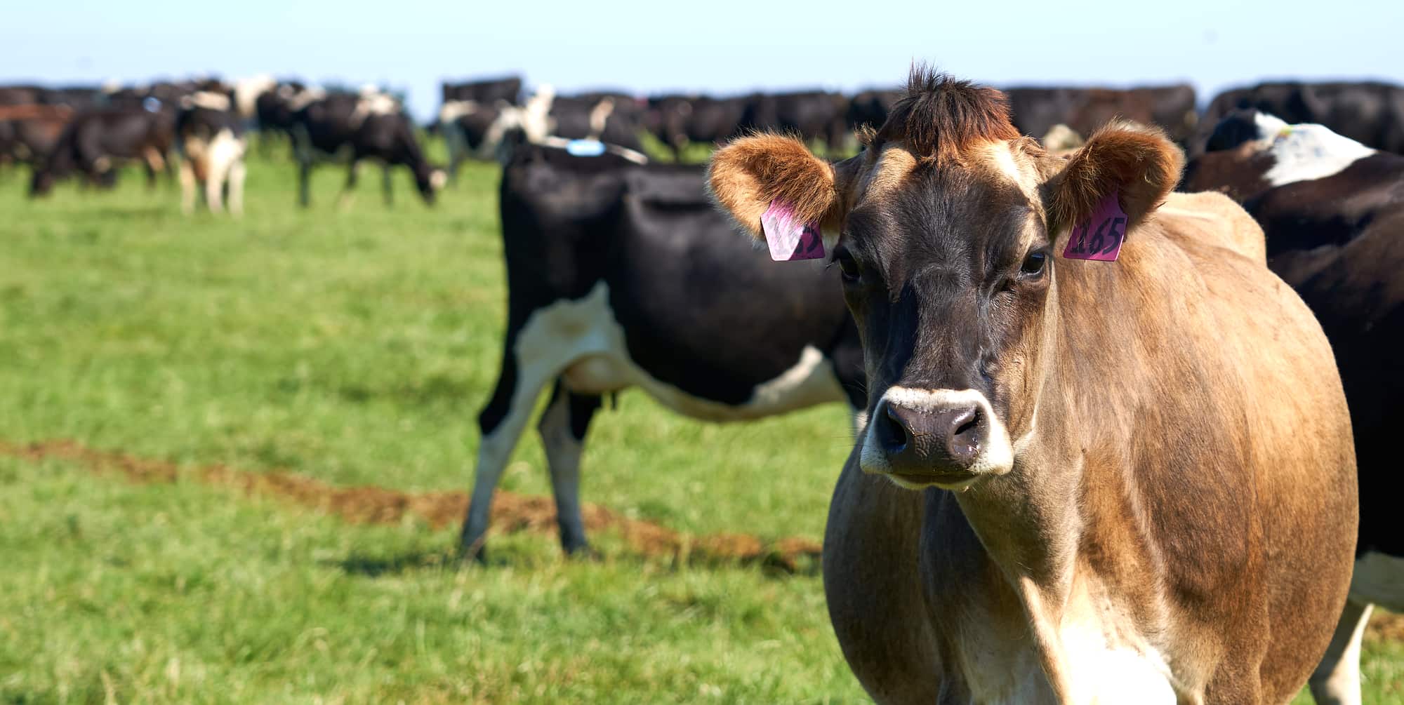 Exceptional Animal Welfare - Southern Pastures