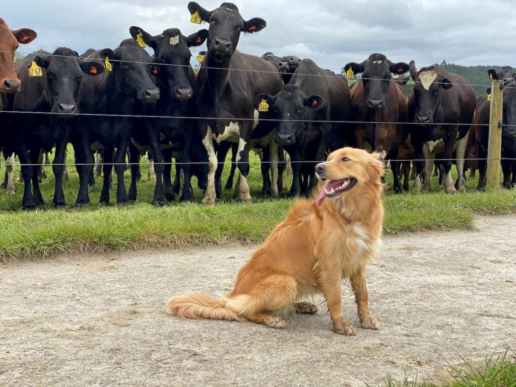 The Team - Southern Pastures - Grass-fed, Free-range, Sustainable Dairy