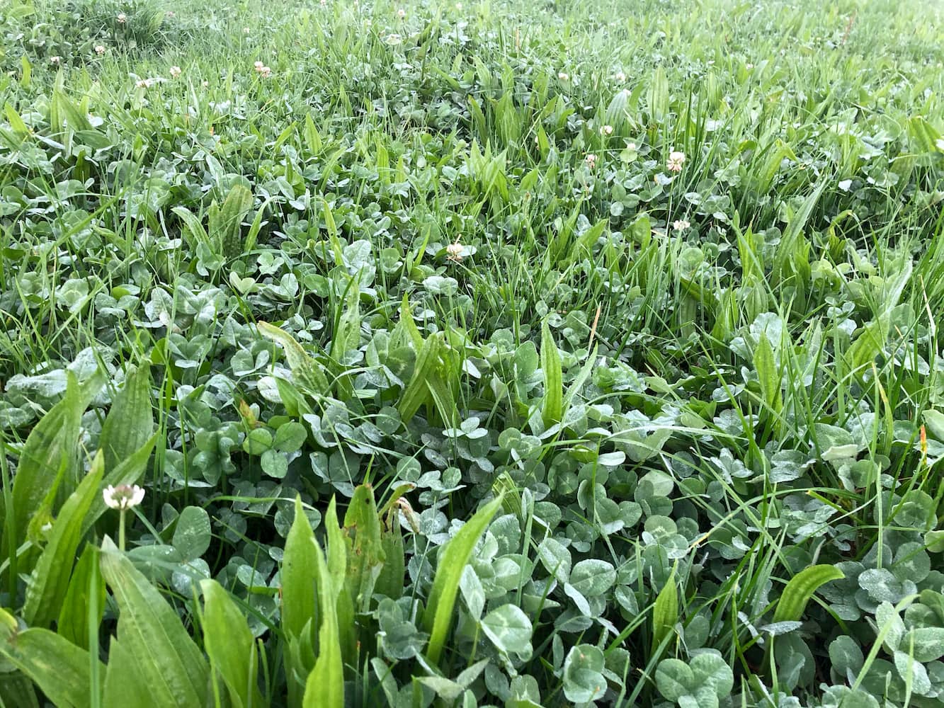 GMO-Free - Southern Pastures